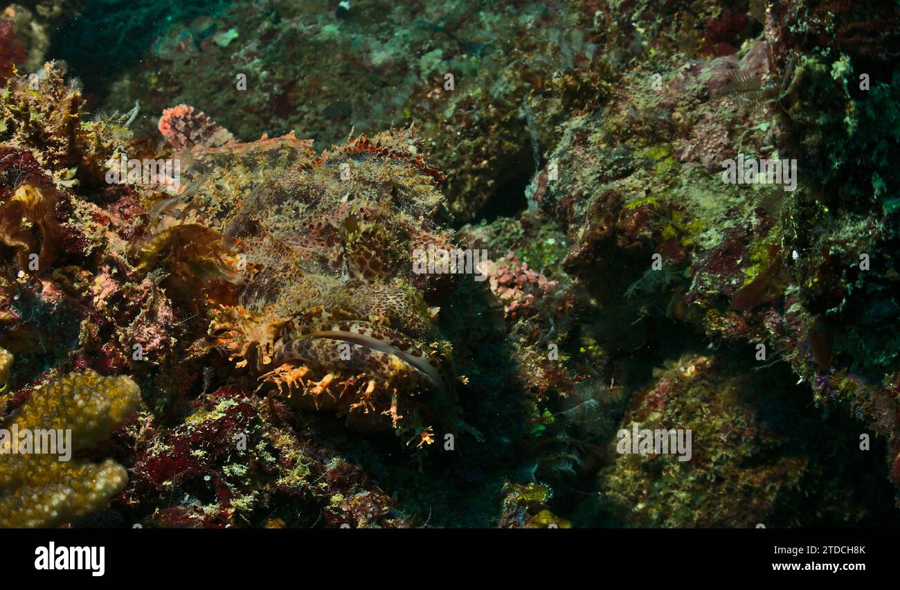 bearded scorpionfish lies still and camouflaged in the healthy coral ...