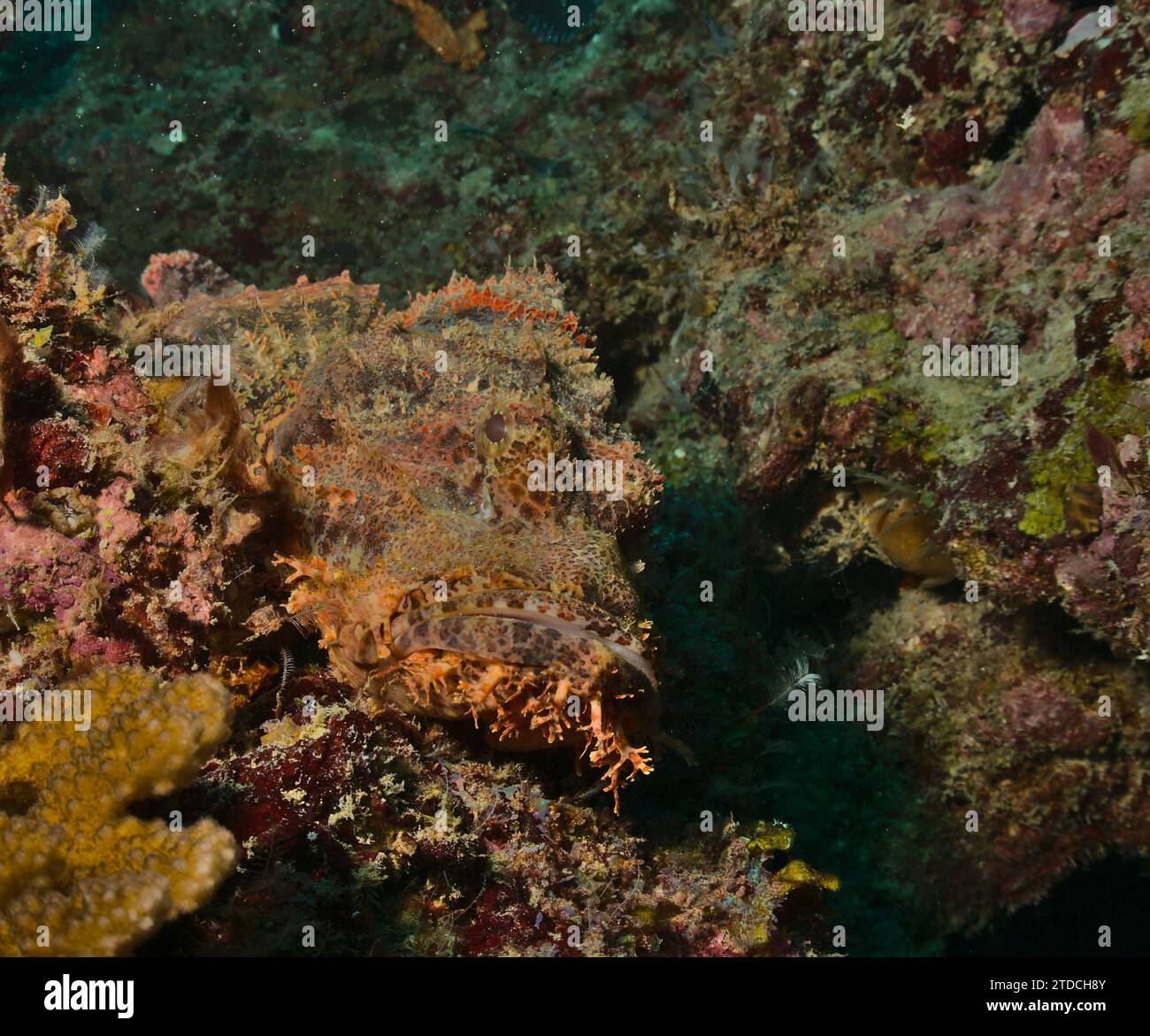 bearded scorpionfish lies still nestled in the coral reef of watamu ...