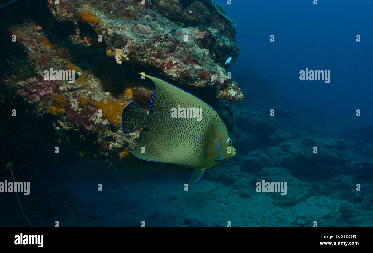 pretty and colourful koran angelfish swimming by with the coral reef ...