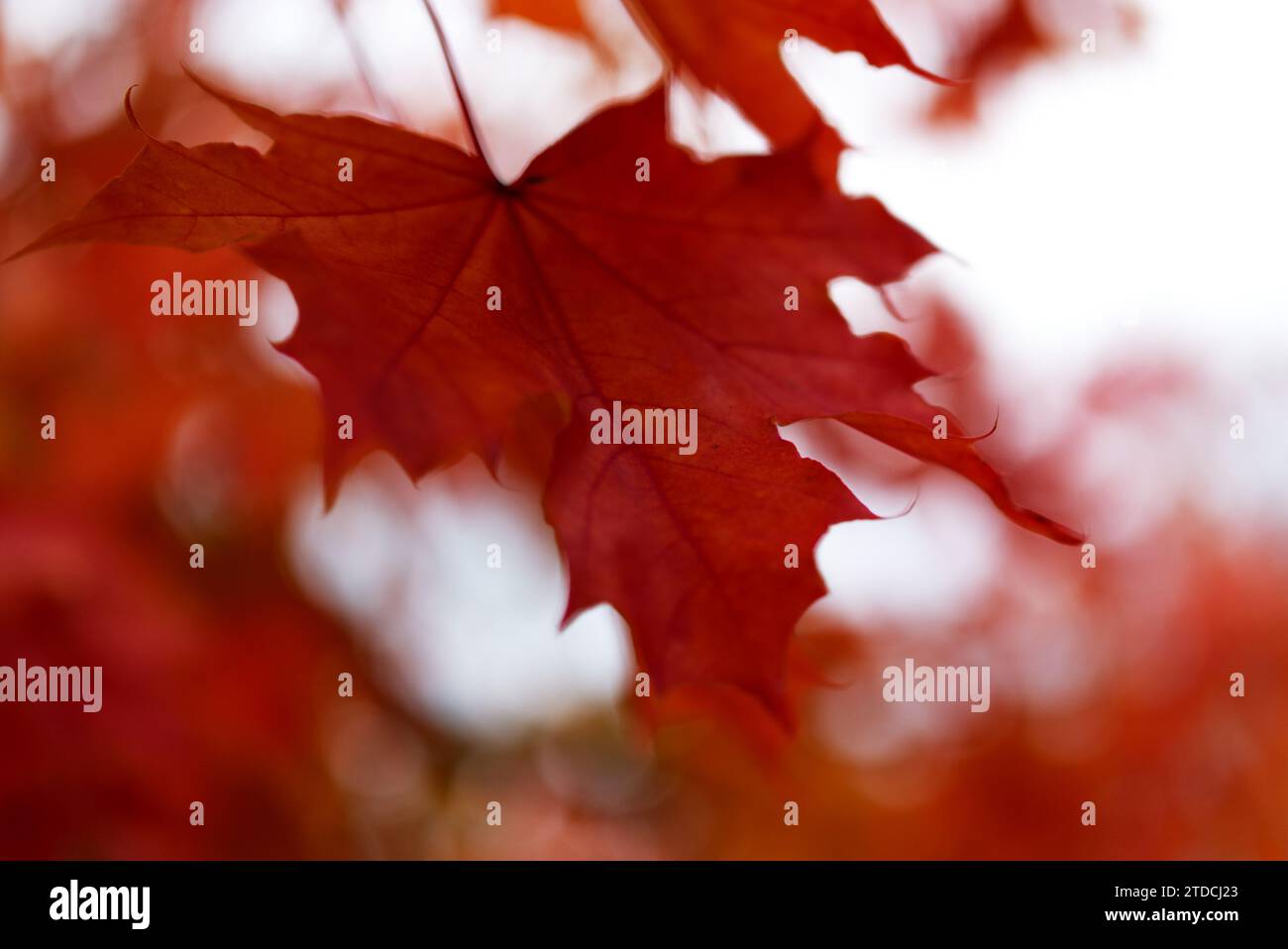 Red maple leaves in the fall on a blurred background Stock Photo - Alamy