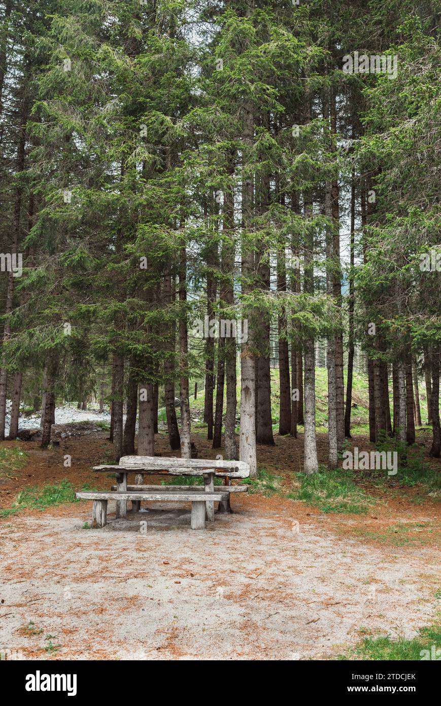 Pale fir tree hi-res stock photography and images - Alamy