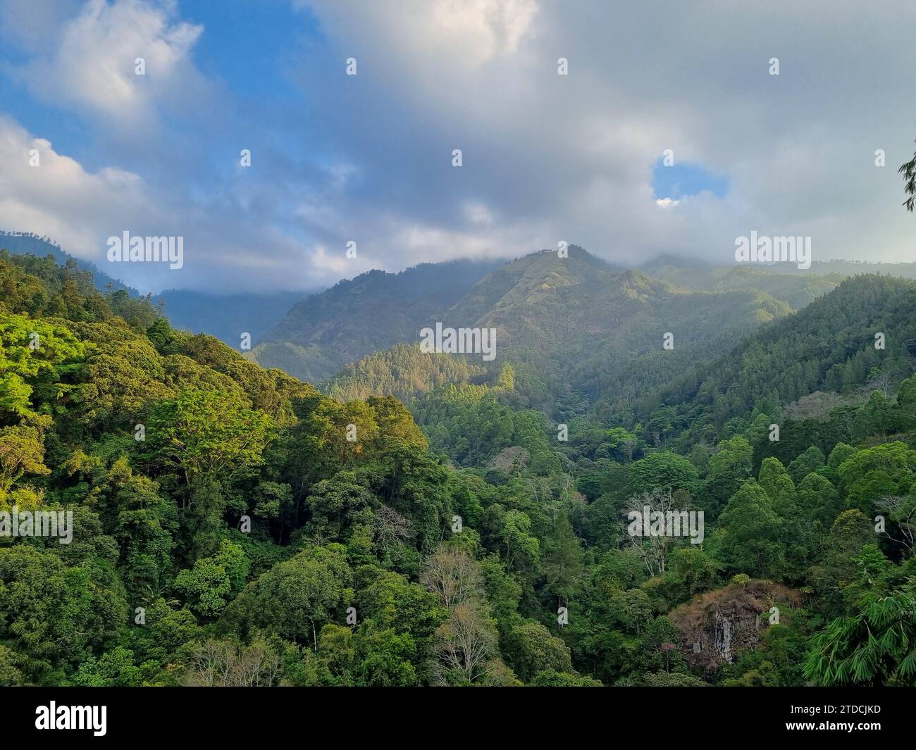 Landscape view of a Mount Wilis and forest tree, East Java, Indonesia ...
