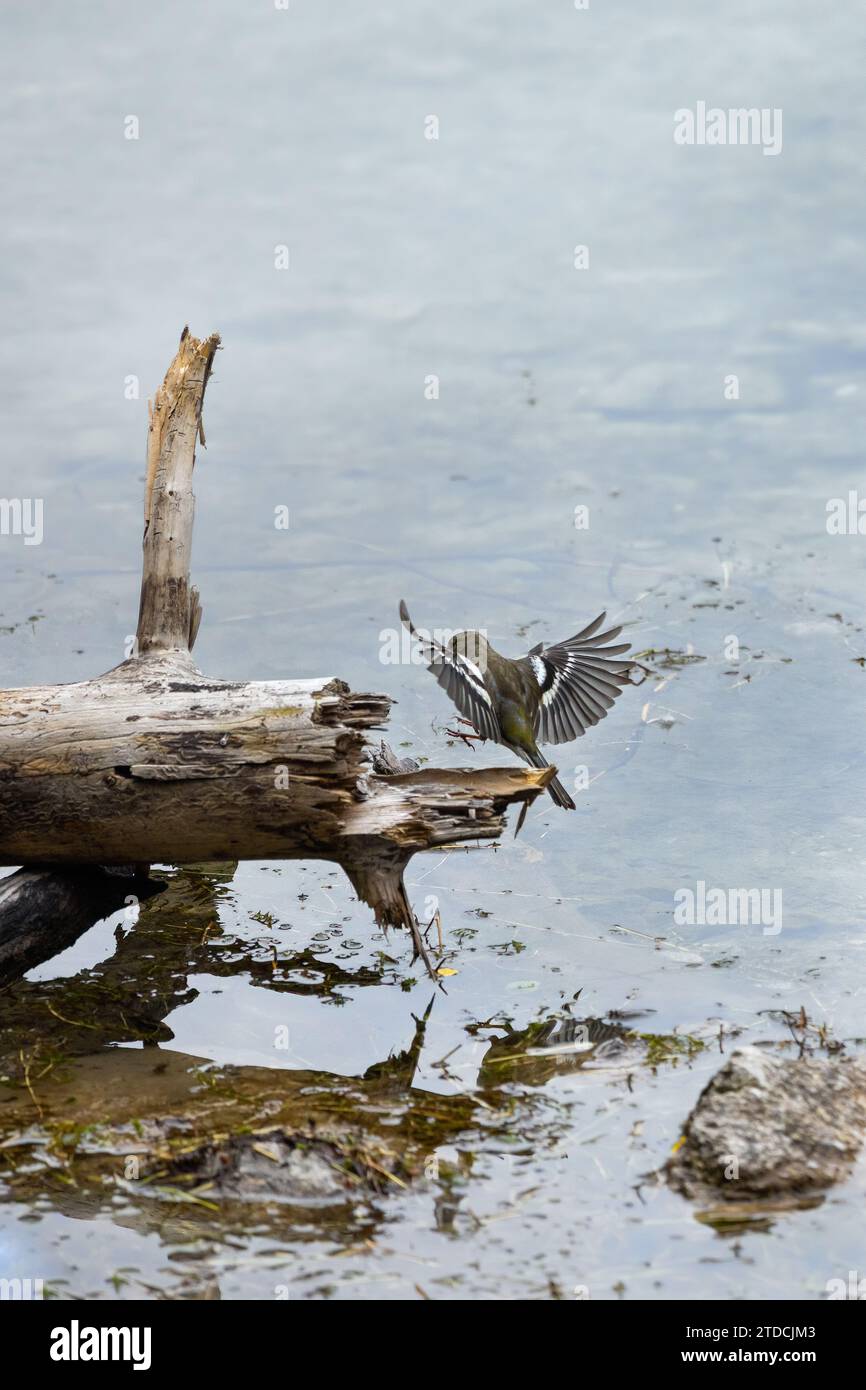 Eurasian tree sparrow close up hi-res stock photography and images - Alamy