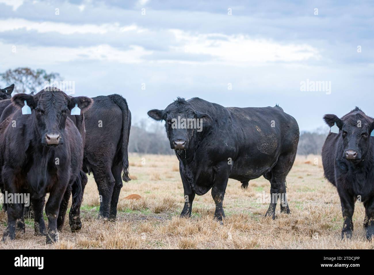 Black angus bull and cows hi-res stock photography and images - Alamy