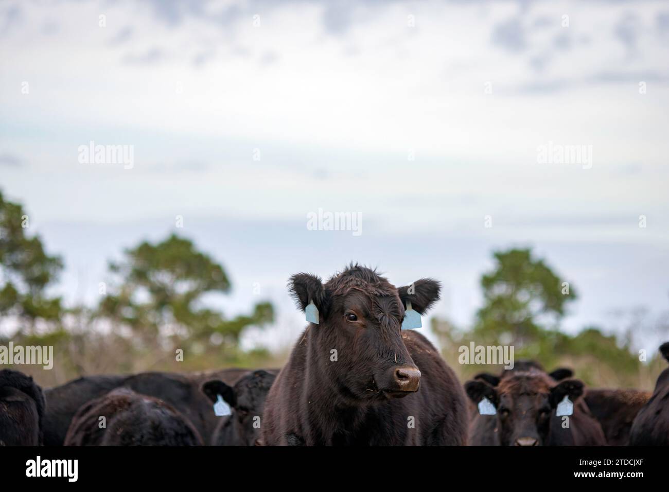 Blue grey cattle hi-res stock photography and images - Alamy