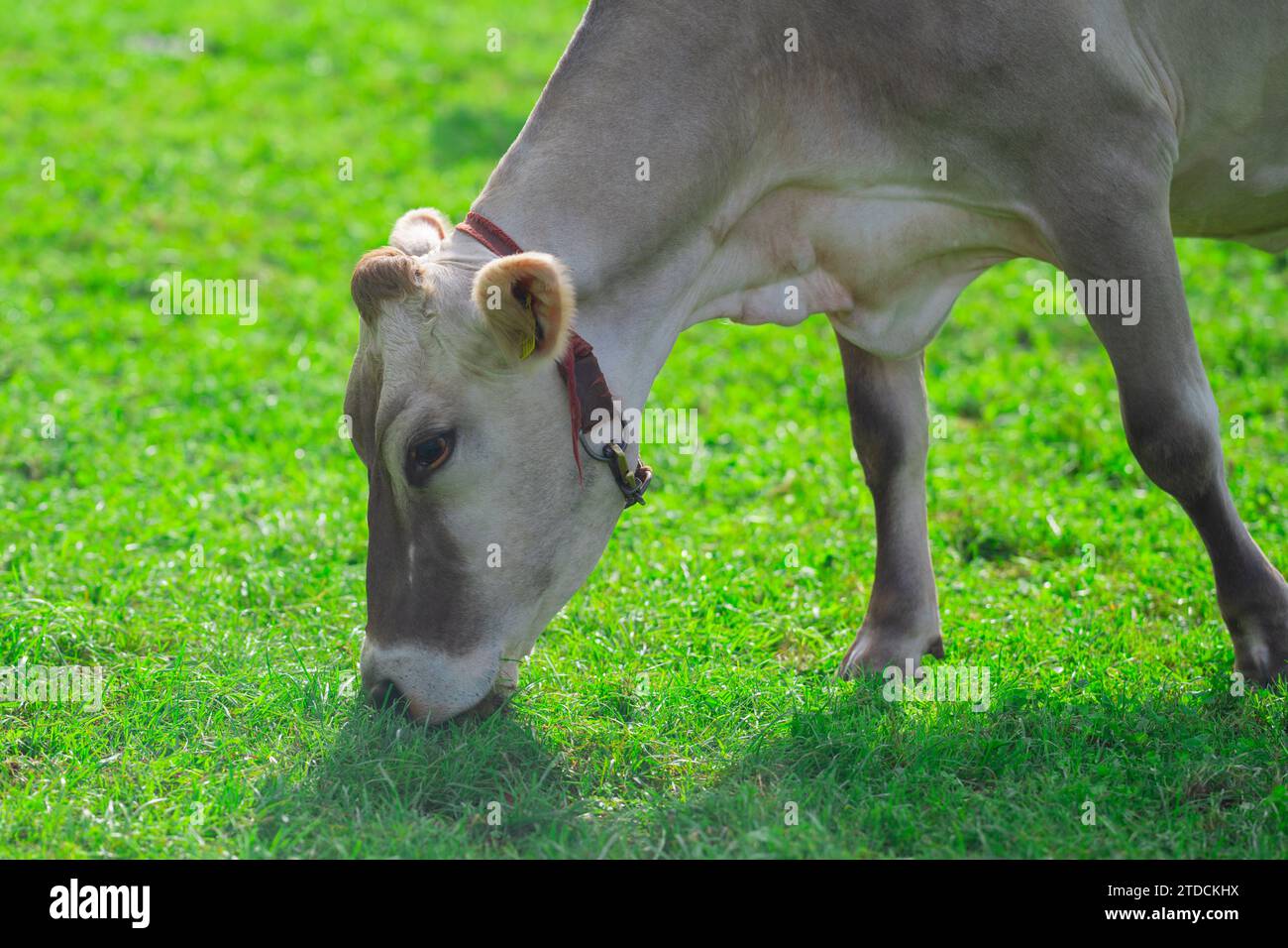 Cow on lawn. Cow grazing on green meadow. Holstein cow. Eco farming ...