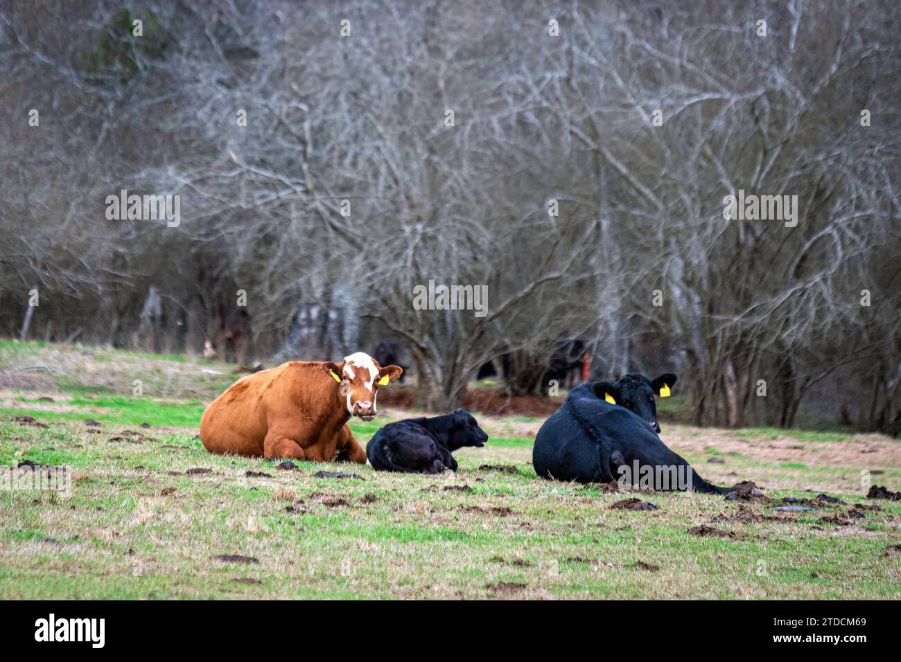 Commercial cows and calf lying down, chewing their cud in late ...