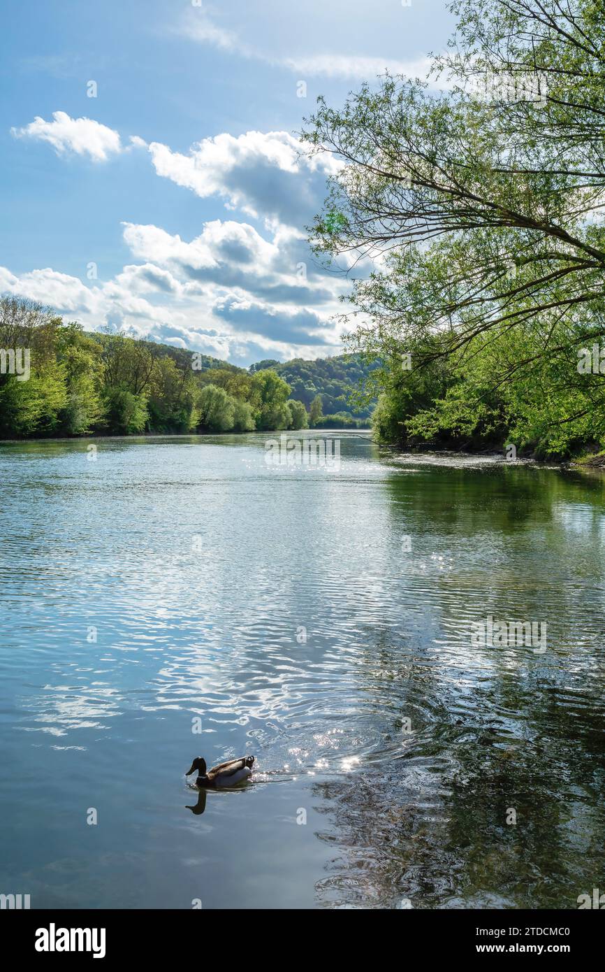 A duck swimming in the Seine river, Giverny, France Stock Photo - Alamy