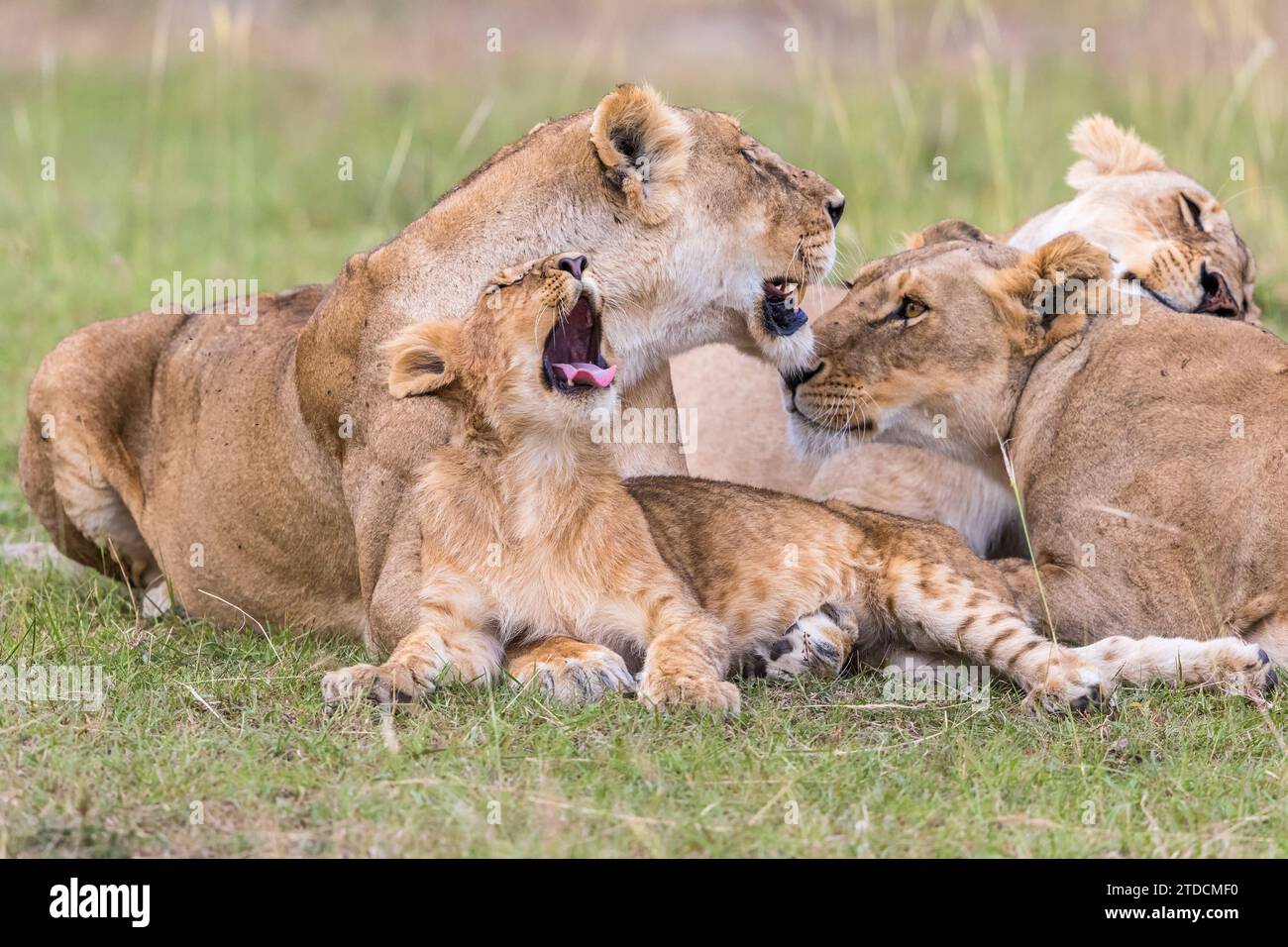 Lion cub family hi-res stock photography and images - Alamy