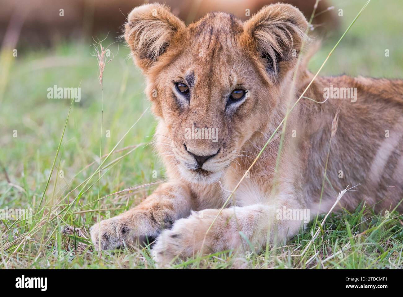 Lion lying watching prey hi-res stock photography and images - Alamy