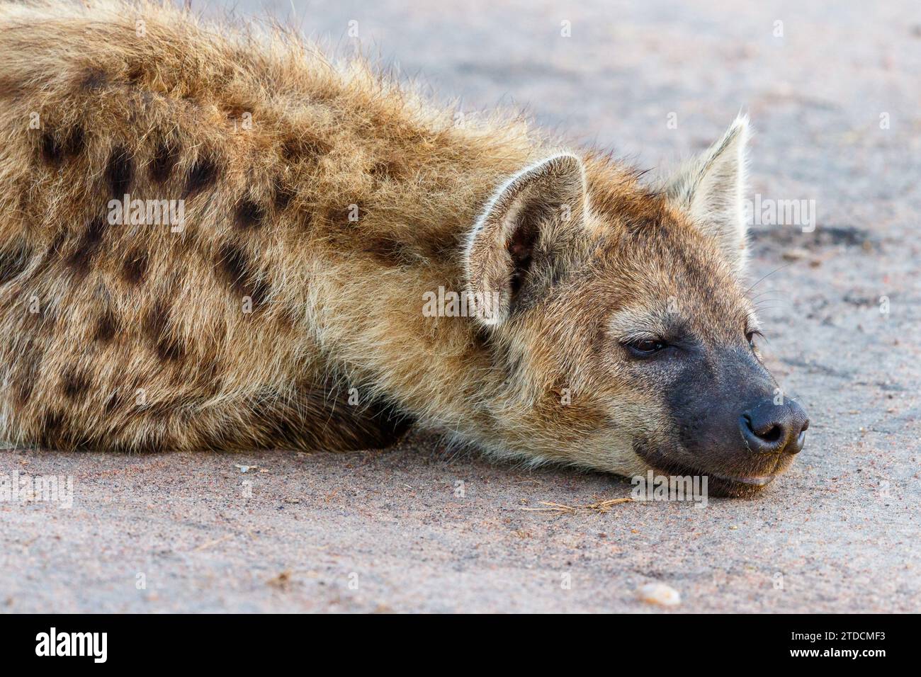 Hyena copy hi-res stock photography and images - Alamy