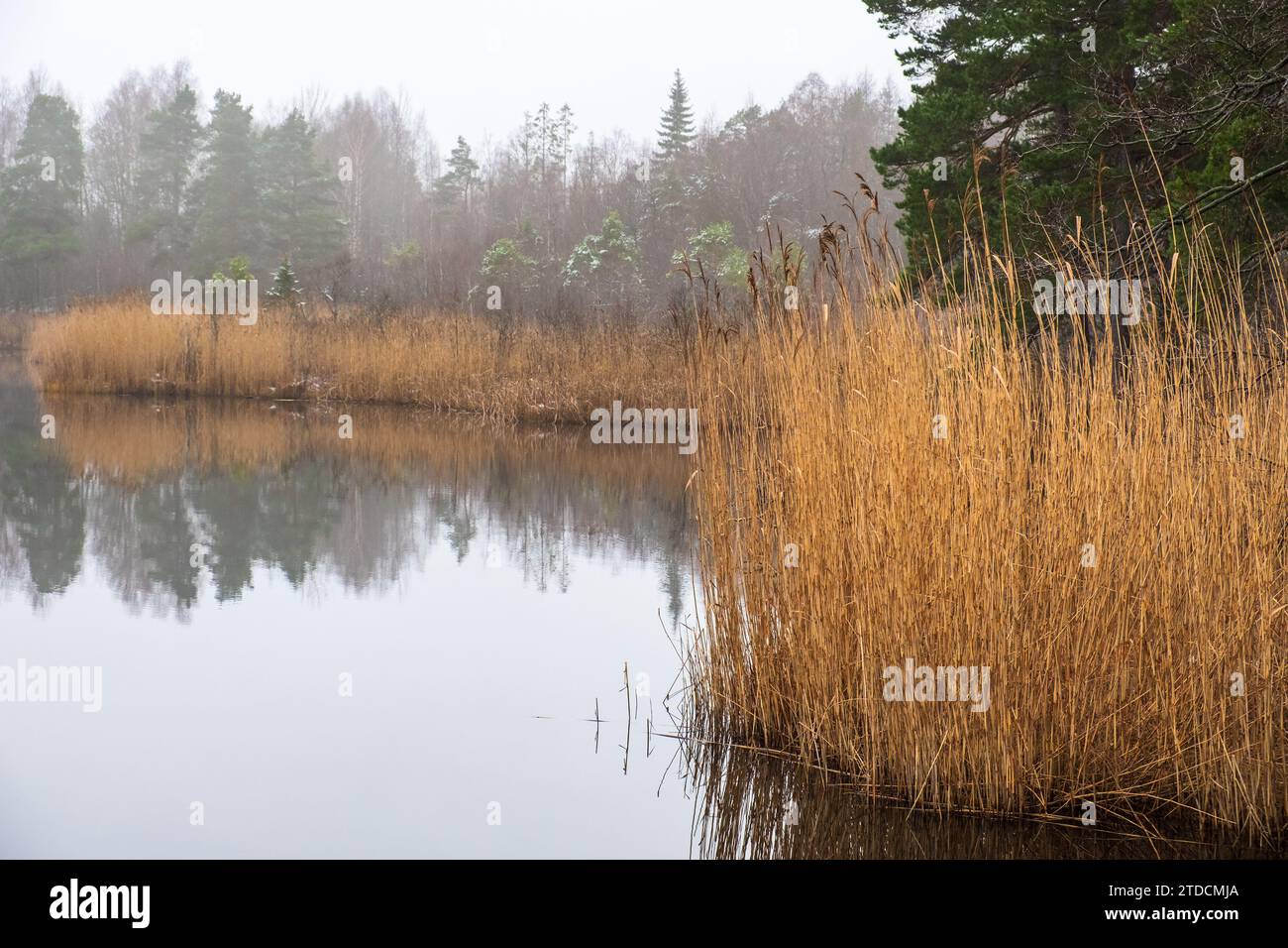 Waters edge with reeds in a lake with mist Stock Photo - Alamy