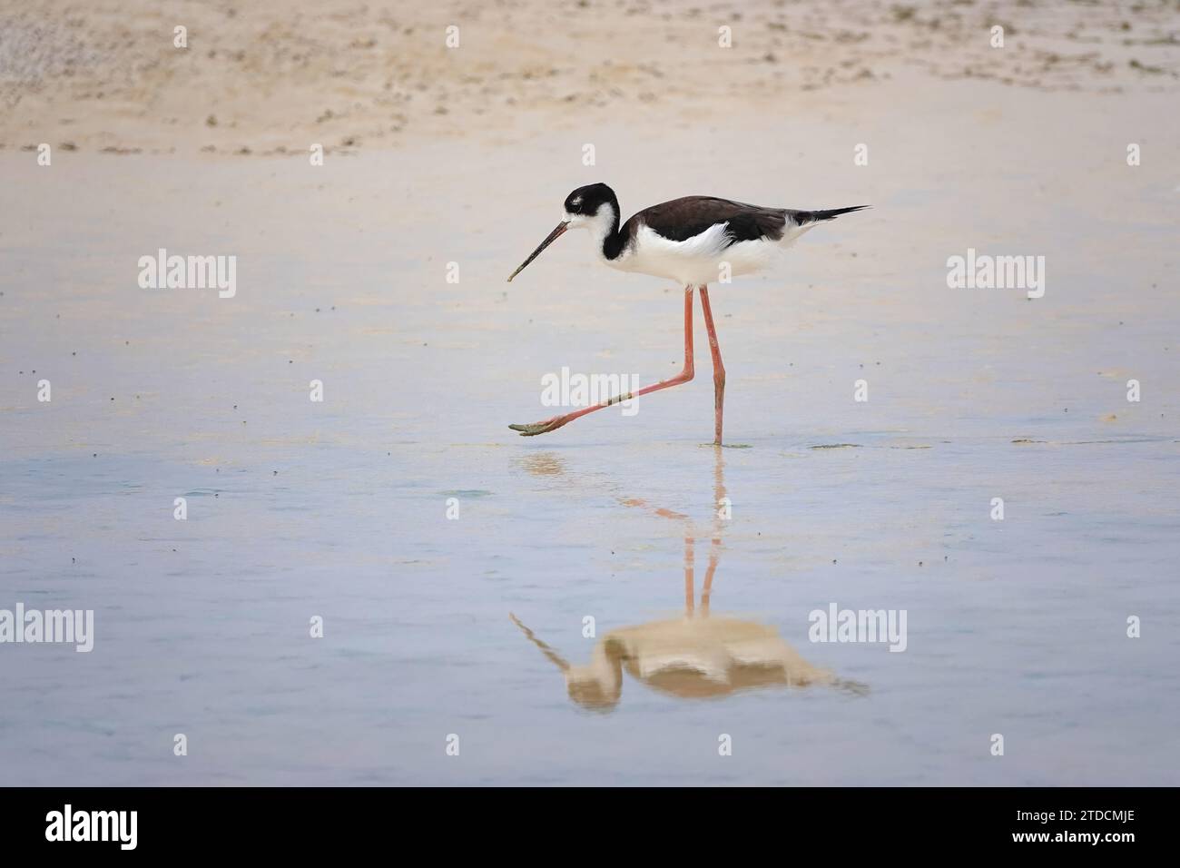 Hawaiian stilt (Himantopus mexicanus knudseni) - endangered Hawaiian ...