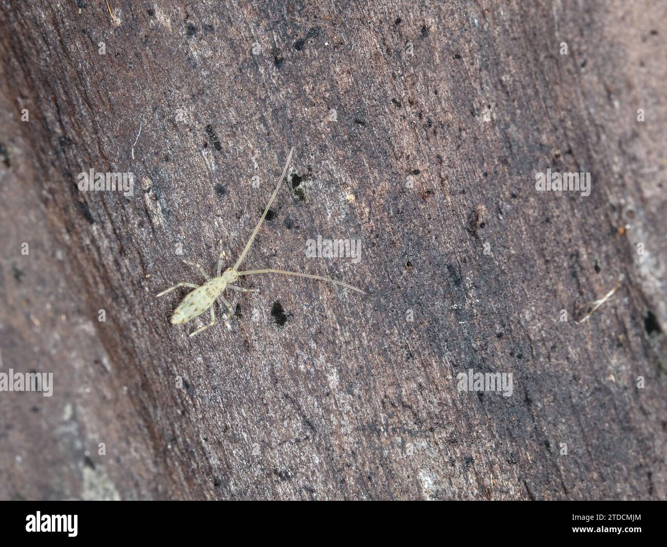 Salina celebensis hi-res stock photography and images - Alamy