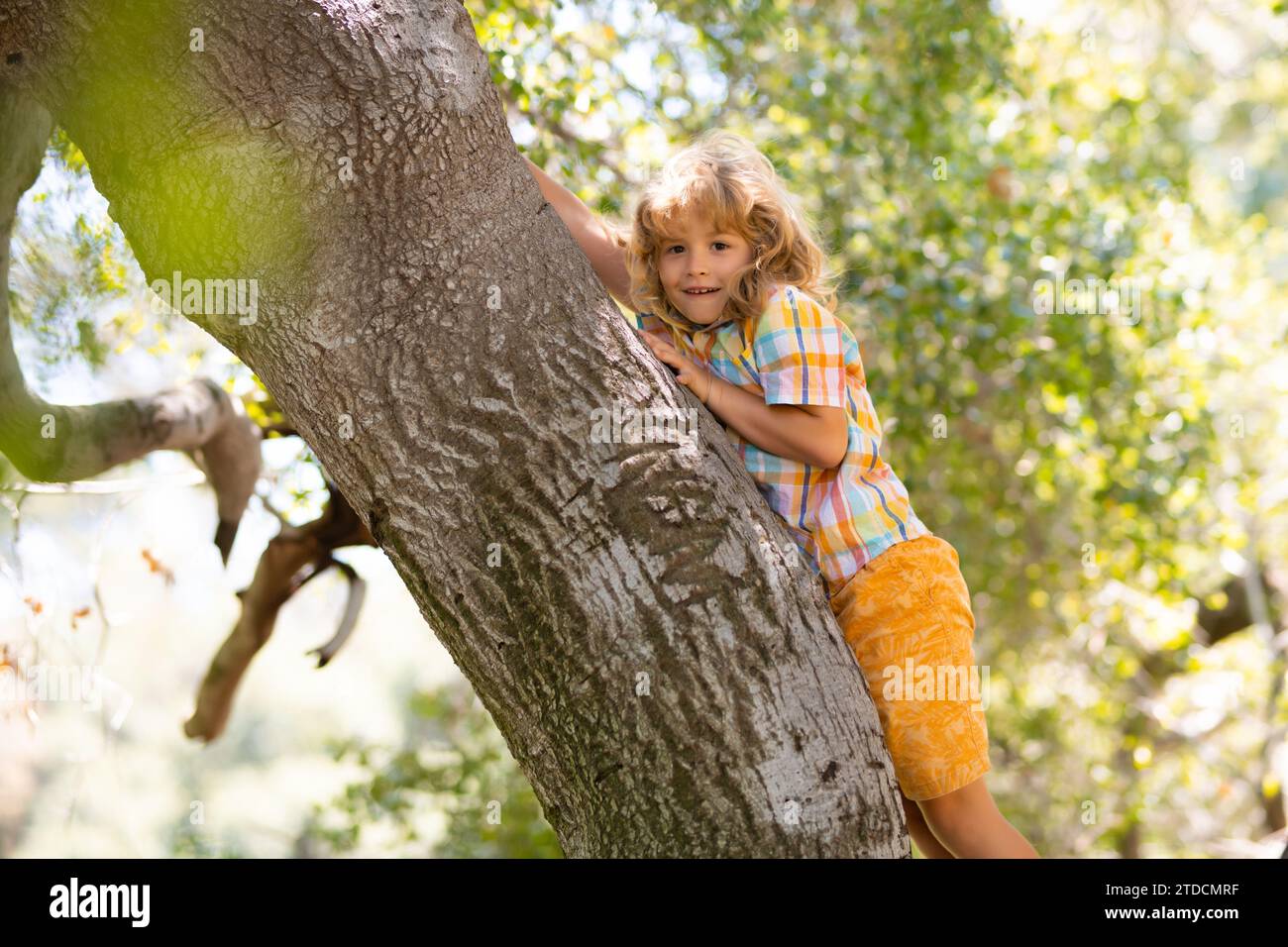 Child hugging a tree branch. Little boy kid on a tree branch. Kid ...