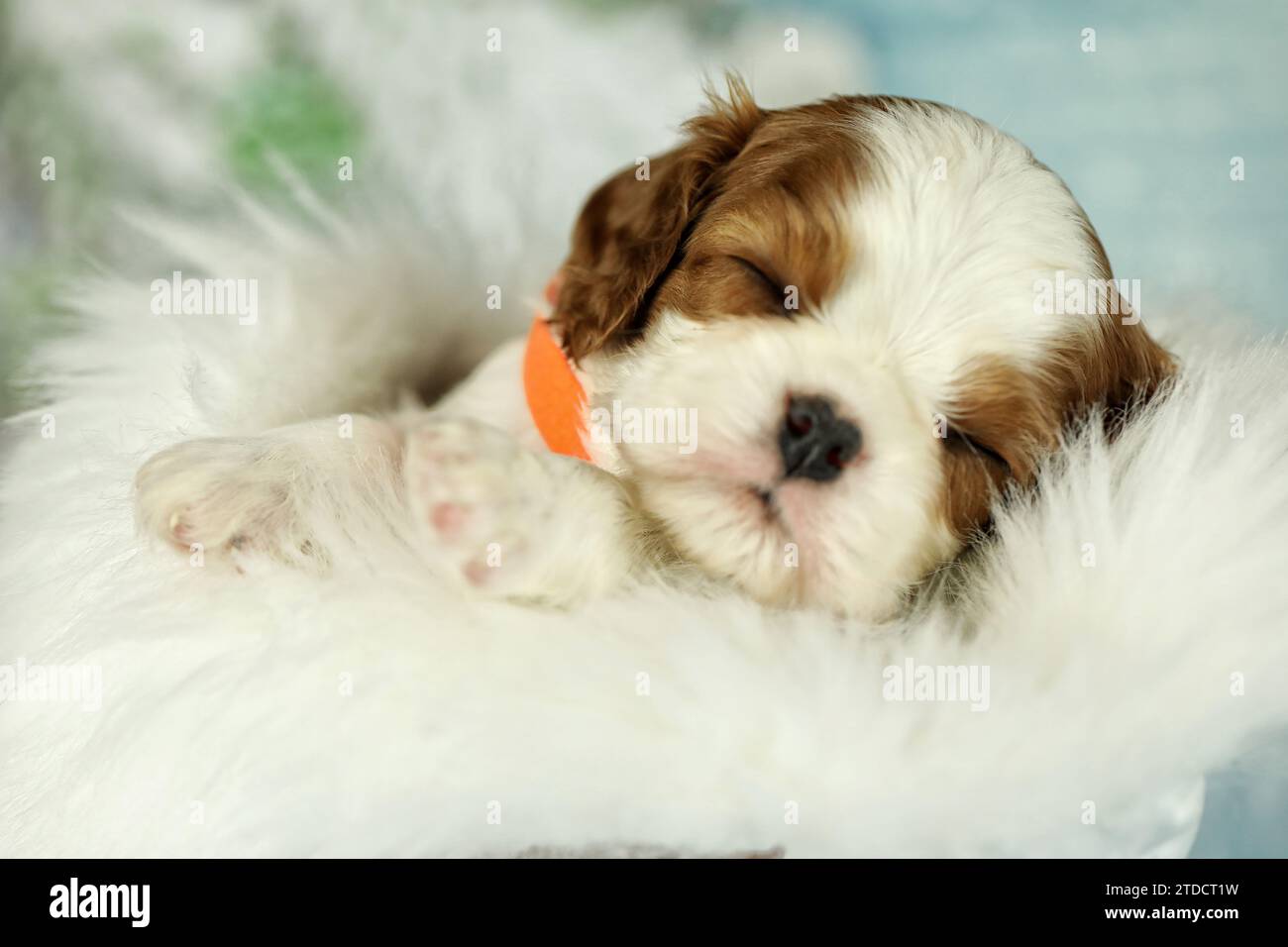 Cute sleeping cavalier King Charles spaniel puppy on white background ...
