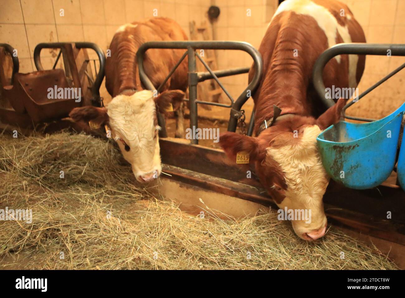 Grones, Italy. 17th Dec, 2023. © Pierre Teyssot/MAXPPP ; Maso Grones ...