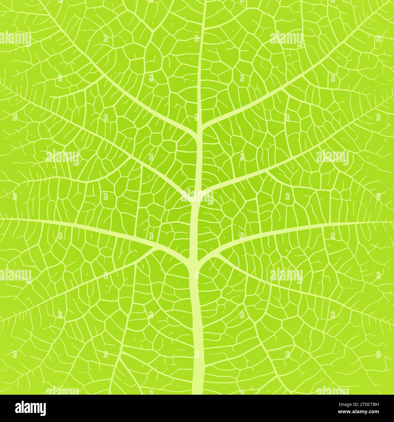 Leaf vein texture abstract background with close up plant leaf cells ...