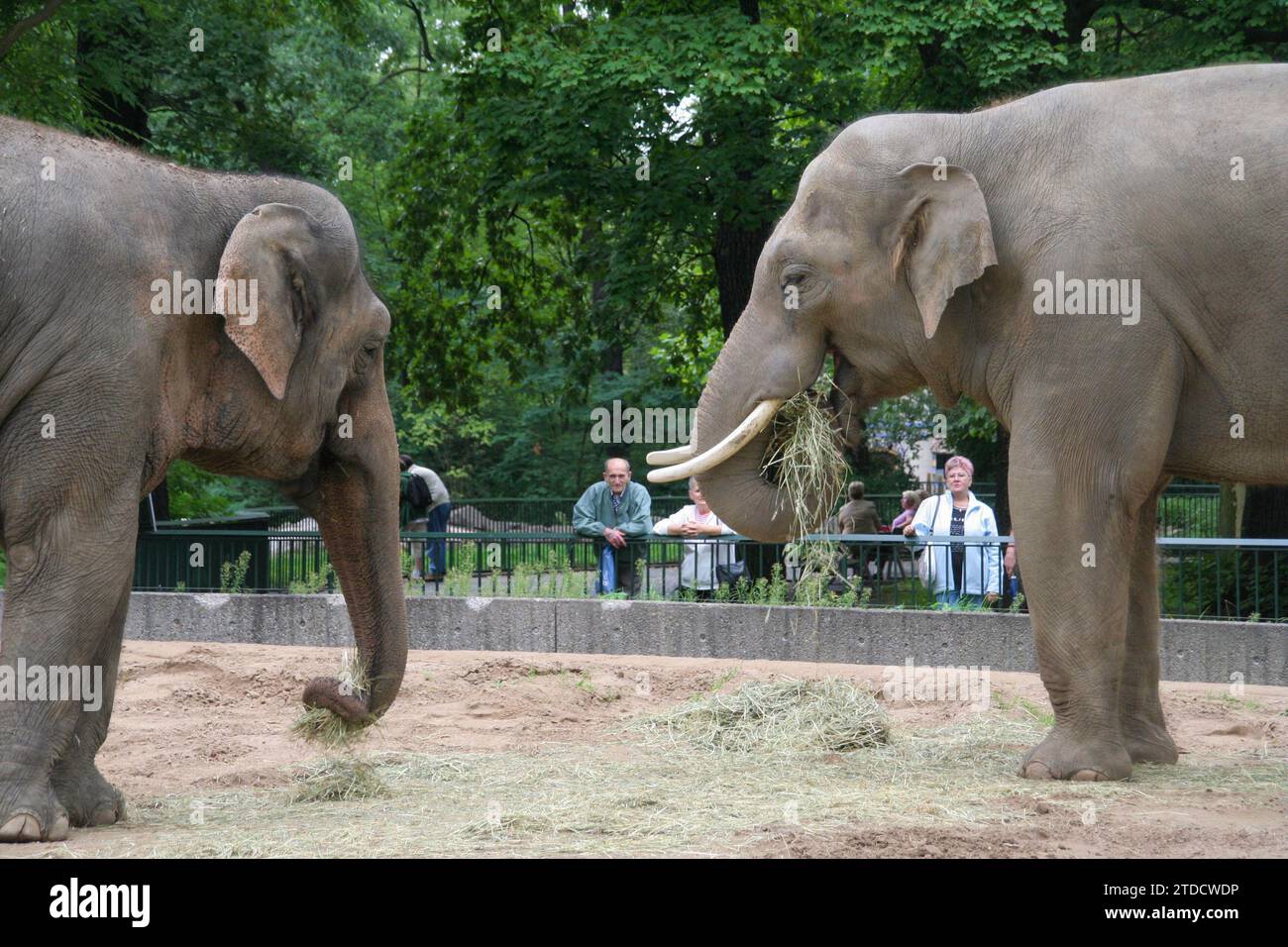 Indian elephants elephant hi-res stock photography and images - Alamy