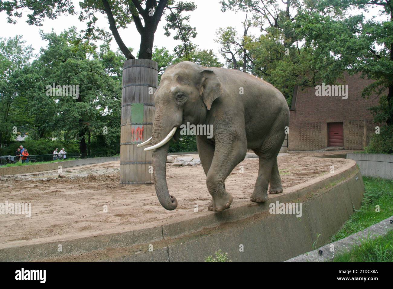Asian elephant at the Berlin Zoo in 2006 Stock Photo - Alamy
