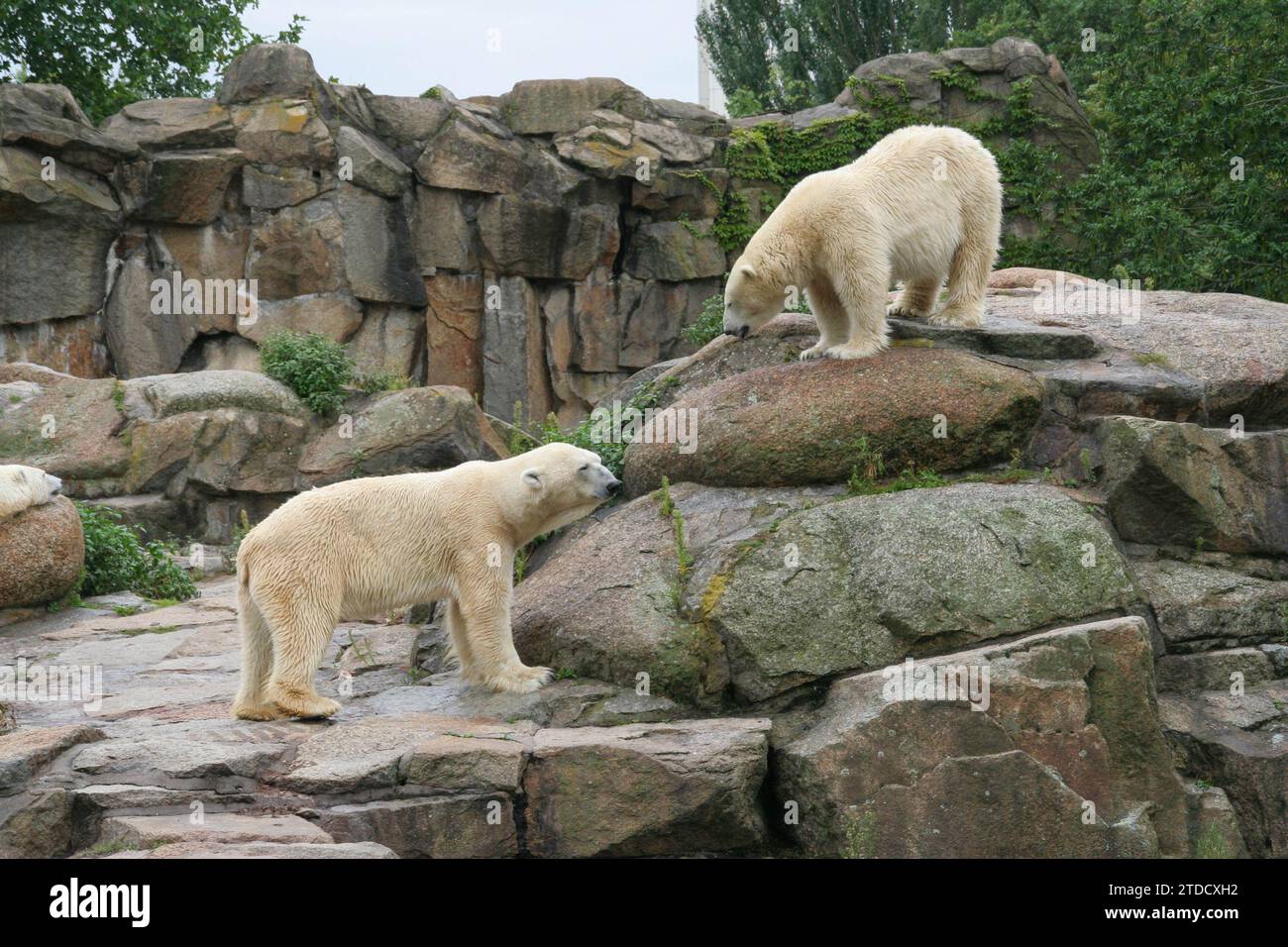 Polar bears at the Berlin Zoo in 2006 Stock Photo - Alamy