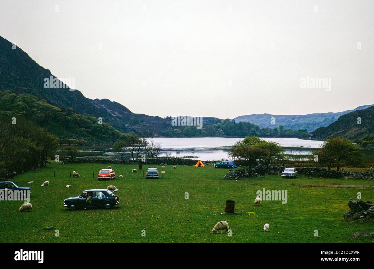 Tent camping in field of sheep at Cwm Bychan, Llanbedr, Gwynedd ...