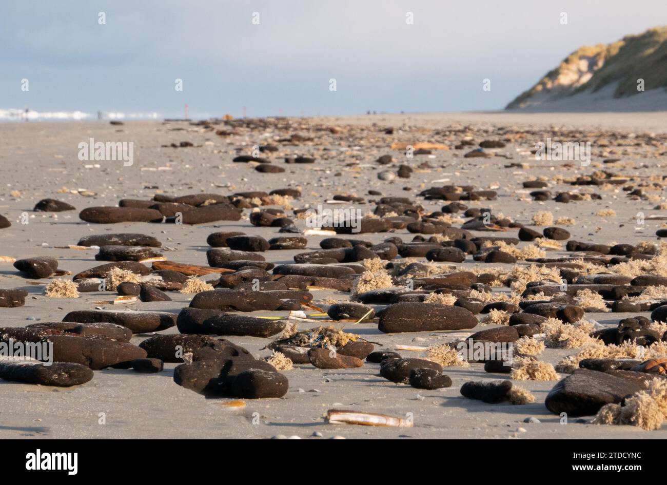High tide line of a wide beach on which chunks of peat, shells and ...