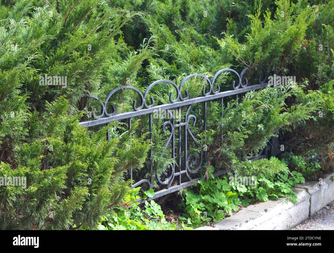 Metal fence hiding with Juniperus sabina, the savin juniper or savin ...