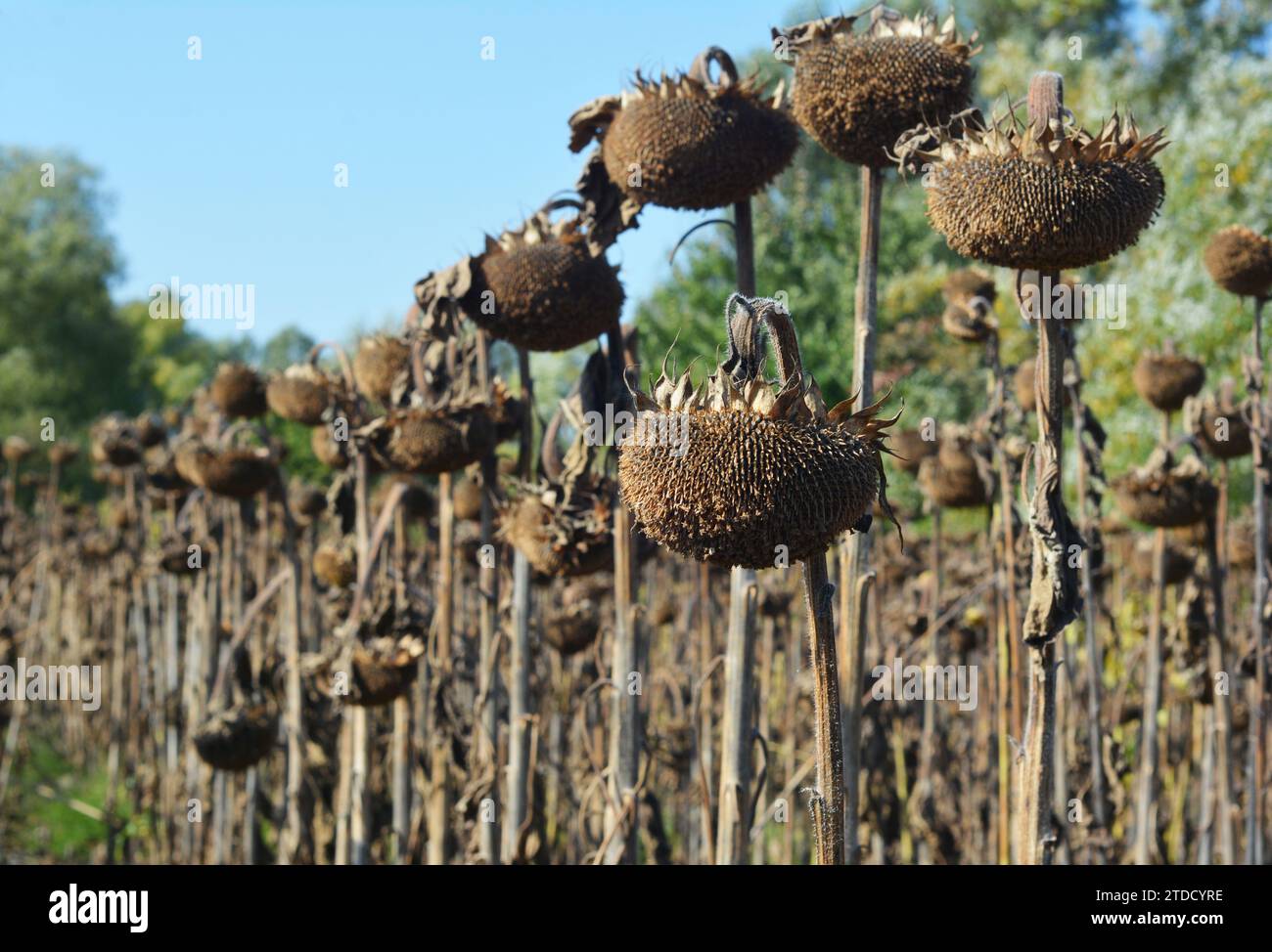 Sunflower field. Dried sunflower heads ready for harvesting Stock Photo ...