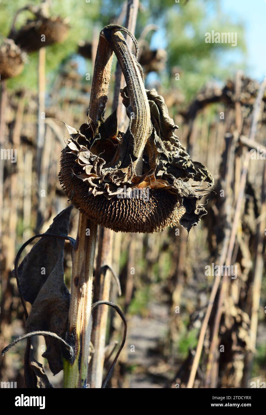 Dry sunflower head against sunflower field ready for harvesting Stock ...