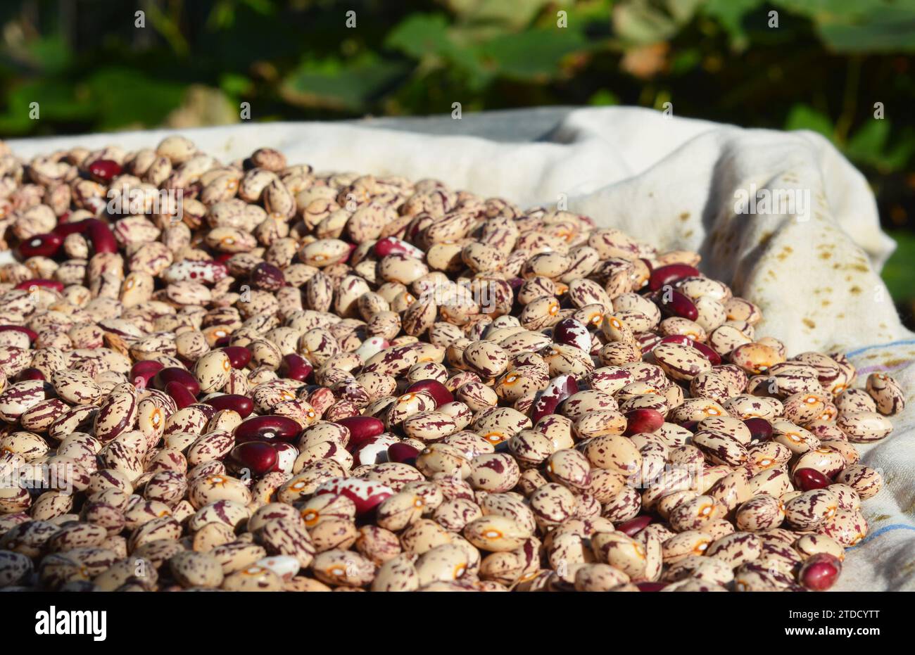 Sun drying seeds hi-res stock photography and images - Alamy