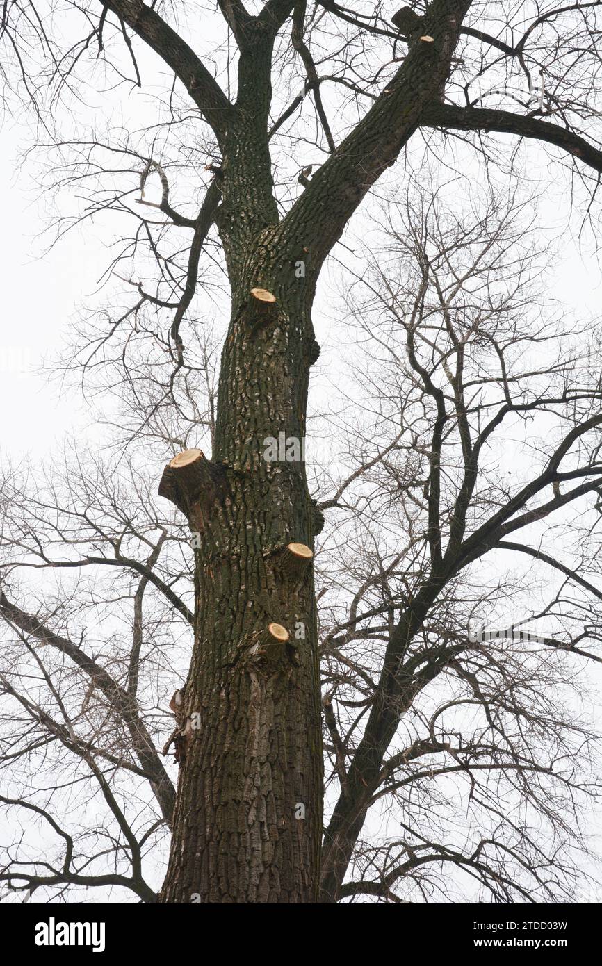 Big tree branches pruning. Common Pruning Mistake. Cutting old tree ...