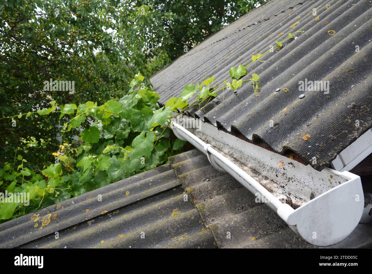 House asbestos roof after the rain with white plastic rain gutter ...