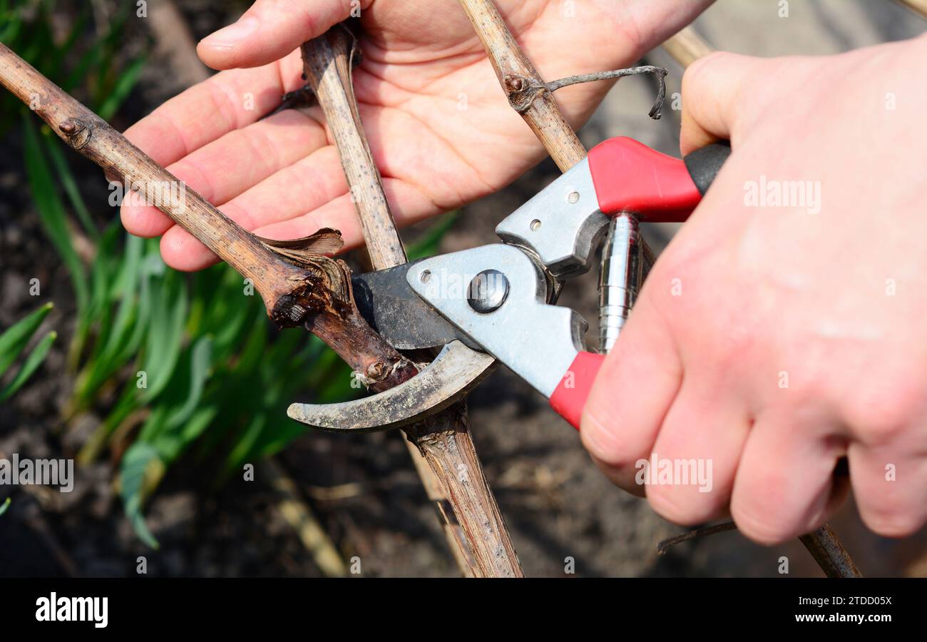 Prune Grape Vines Close Up Gardener Pruning Damaged Grapevine Branch
