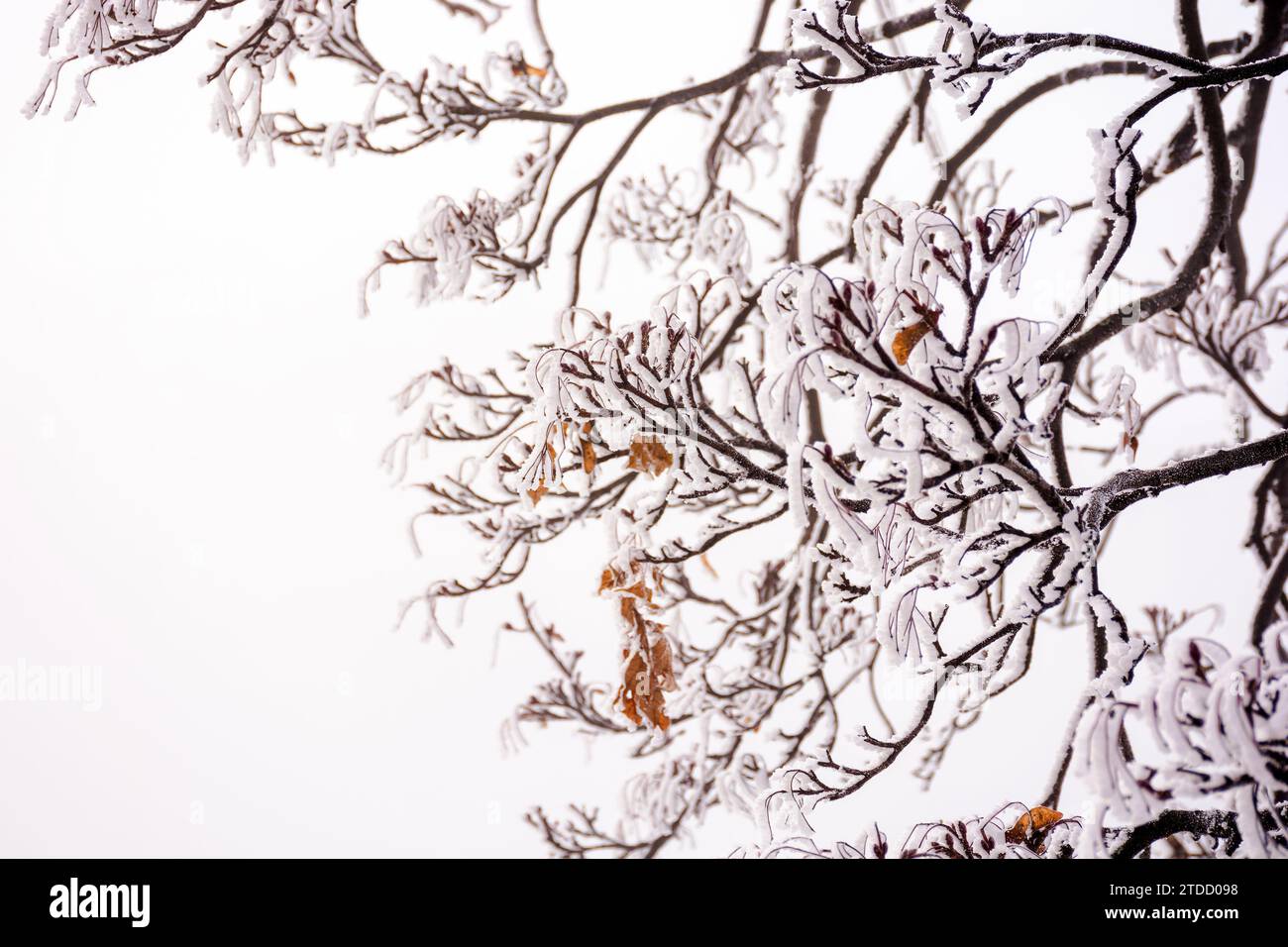 ice frozen branch of a tree with few brown leaves. foggy nature ...