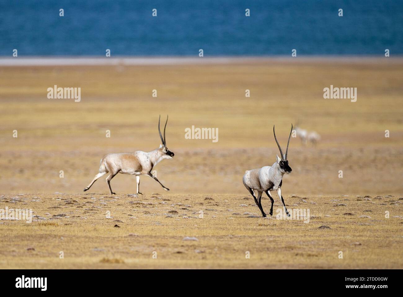 (231218) -- LHASA, Dec. 18, 2023 (Xinhua) -- Male Tibetan antelopes ...