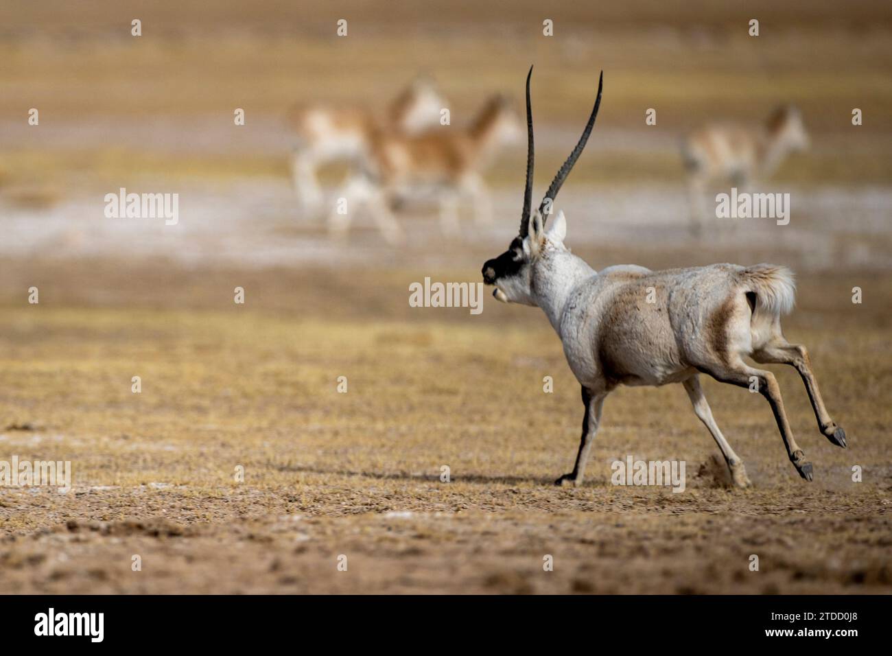 (231218) -- LHASA, Dec. 18, 2023 (Xinhua) -- A male Tibetan antelope ...