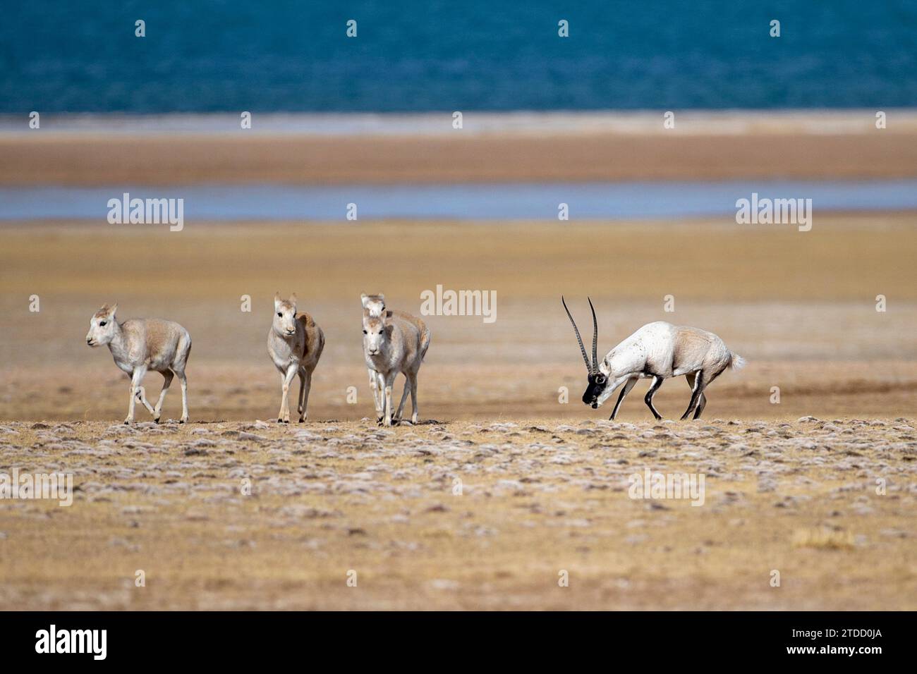 (231218) -- LHASA, Dec. 18, 2023 (Xinhua) -- A male Tibetan antelope ...