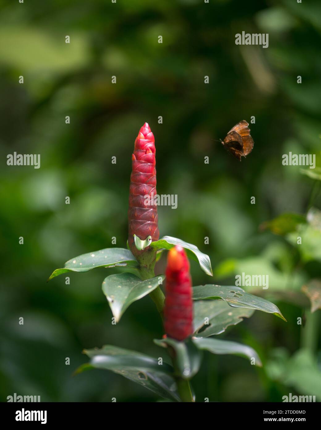 Ginger flower bud hi-res stock photography and images - Alamy