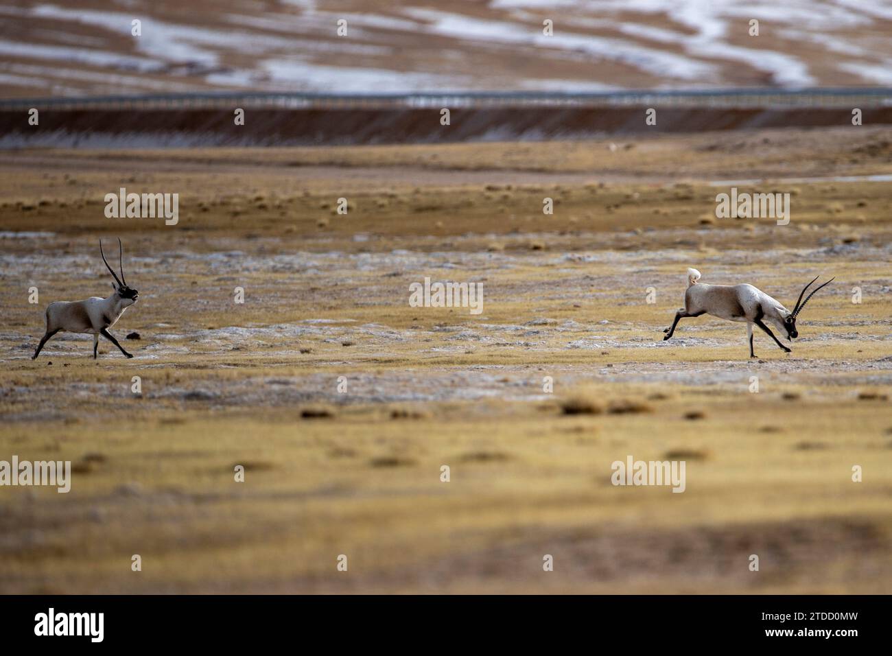 (231218) -- LHASA, Dec. 18, 2023 (Xinhua) -- Male Tibetan antelopes ...