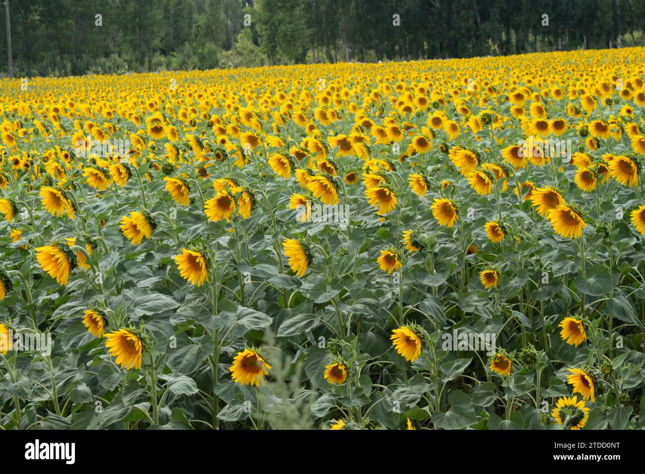 Growing Sunflowers in a field Stock Photo - Alamy