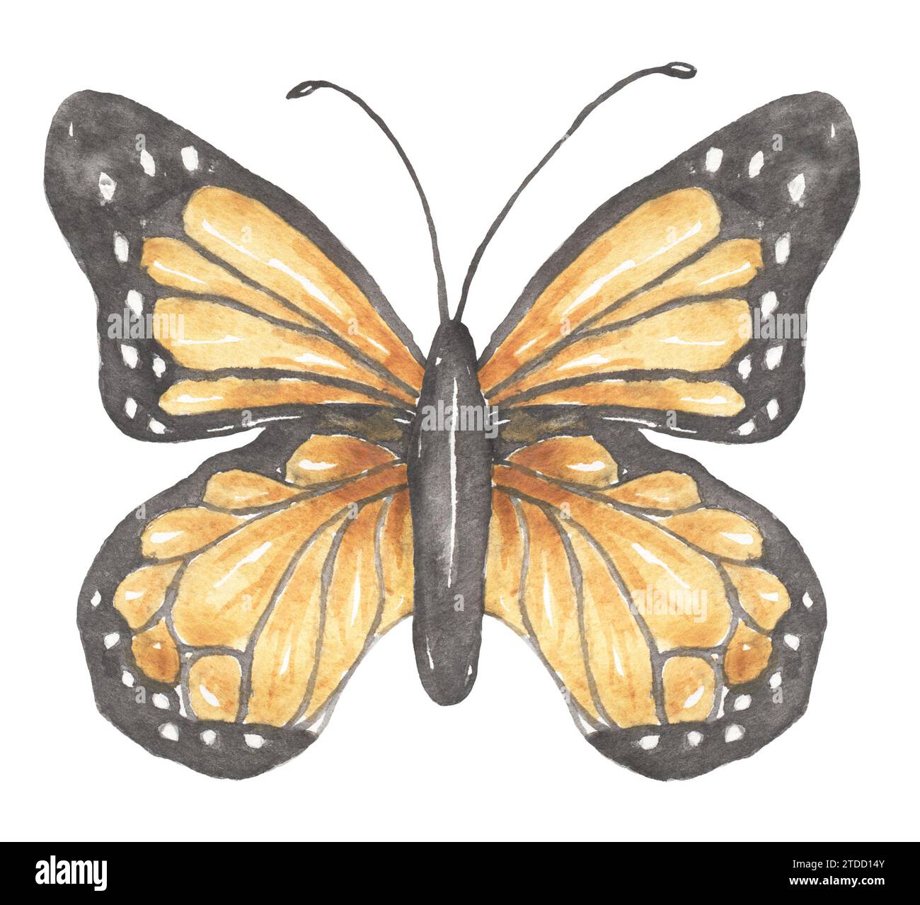 Monarch Butterfly Clipart Monarch Butterfly Flying Stock Illustrations