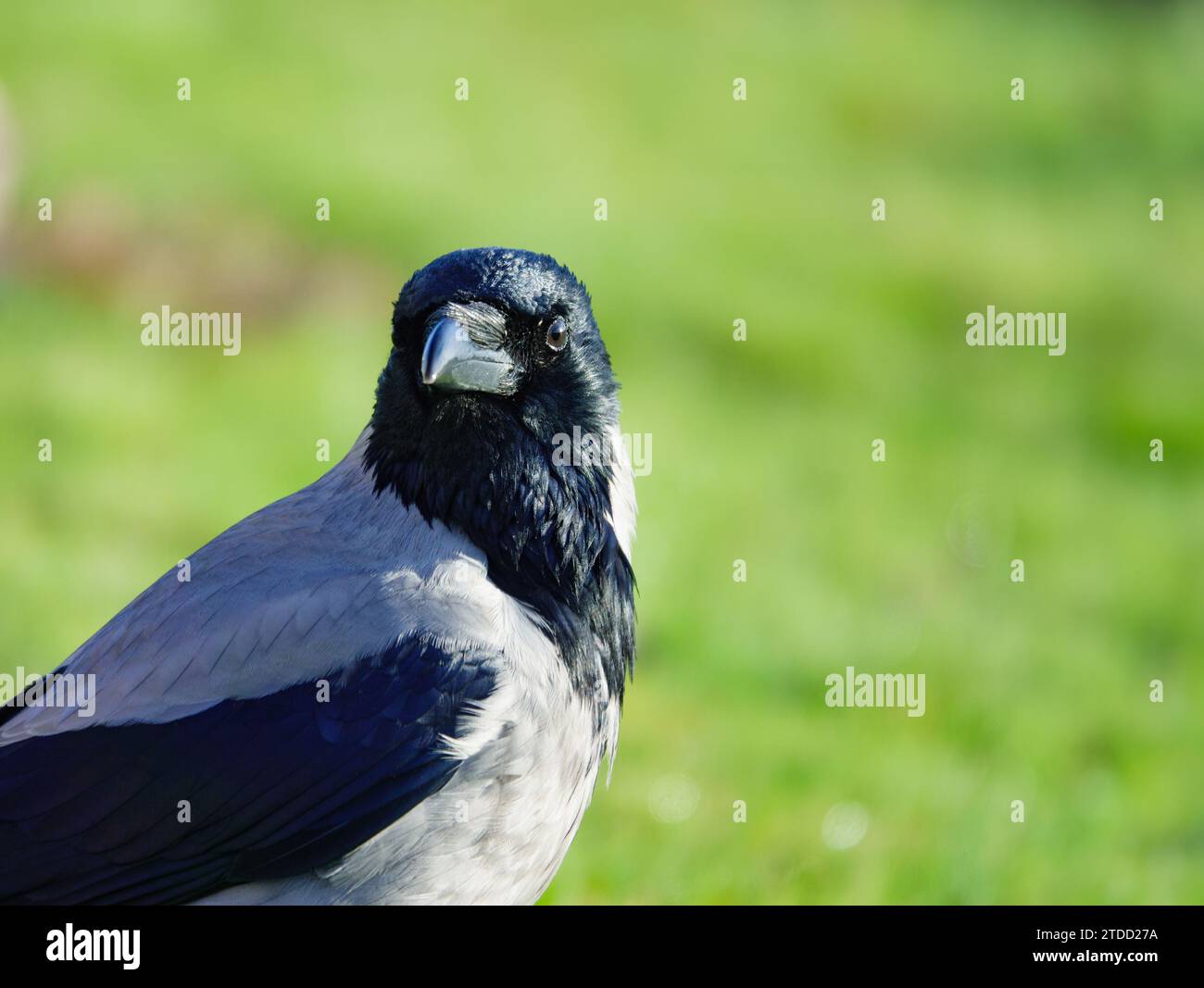 portrait of a gray raven on a green background Stock Photo - Alamy