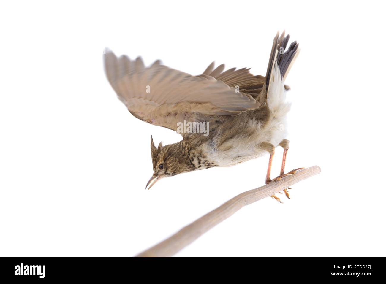 Flying Lark isolated on white background Stock Photo - Alamy