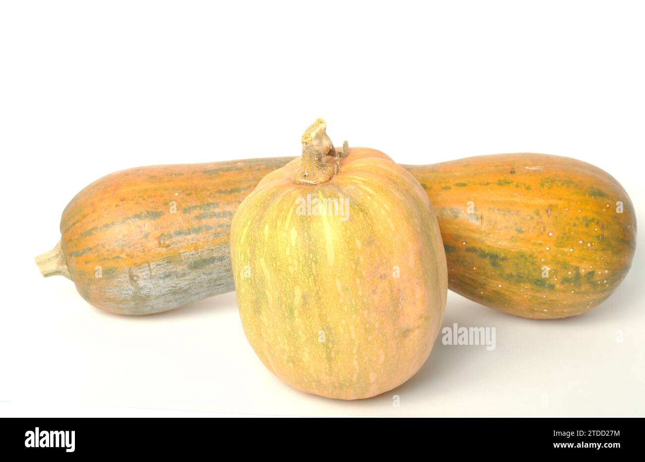 Nice long squash hi-res stock photography and images - Alamy