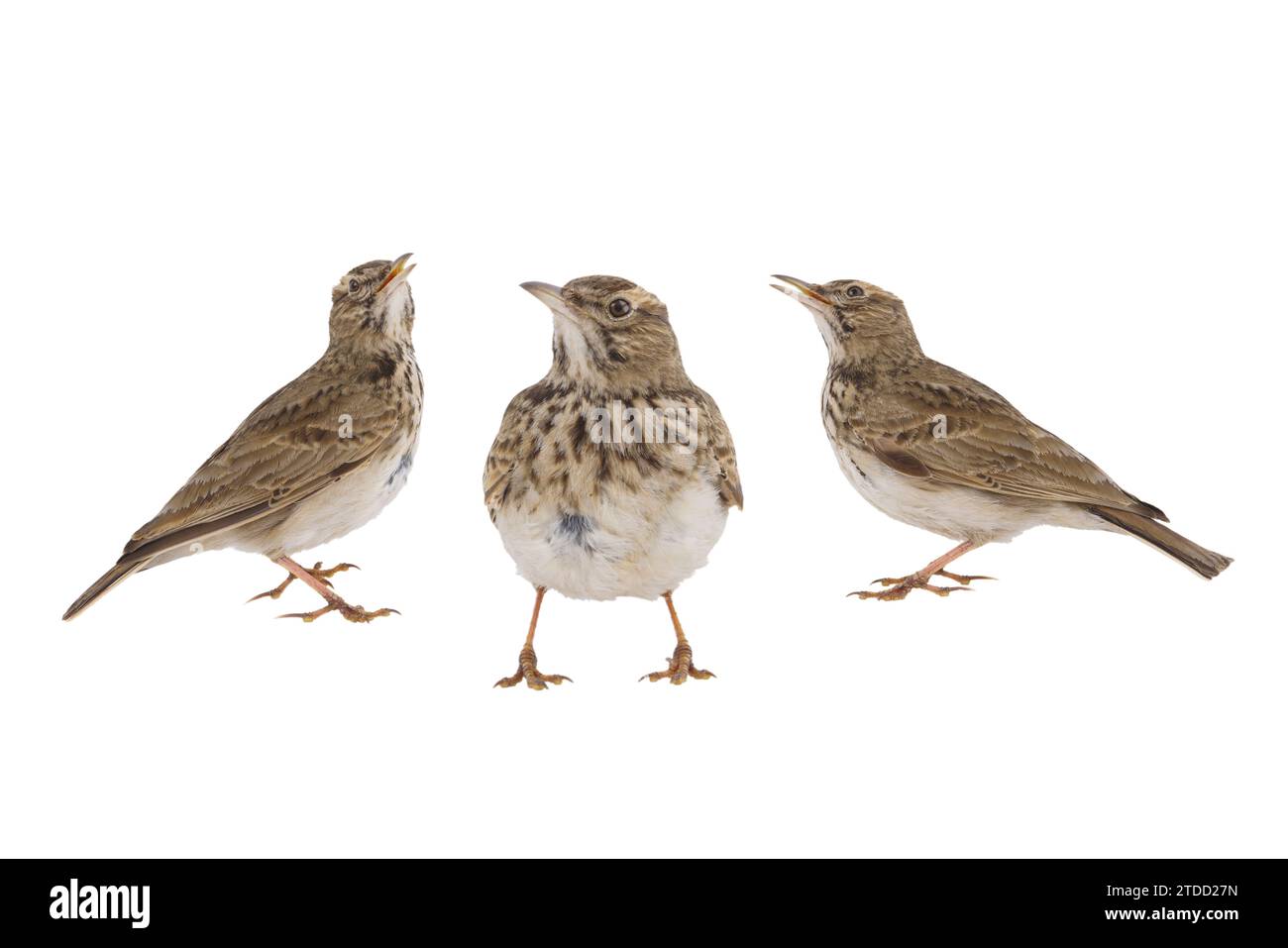 Larks isolated on white background Stock Photo - Alamy