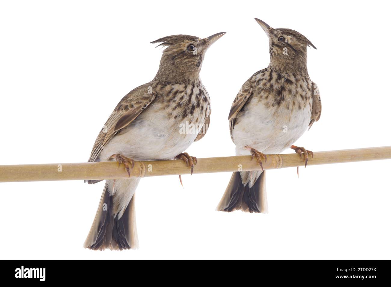 Larks isolated on white background Stock Photo - Alamy