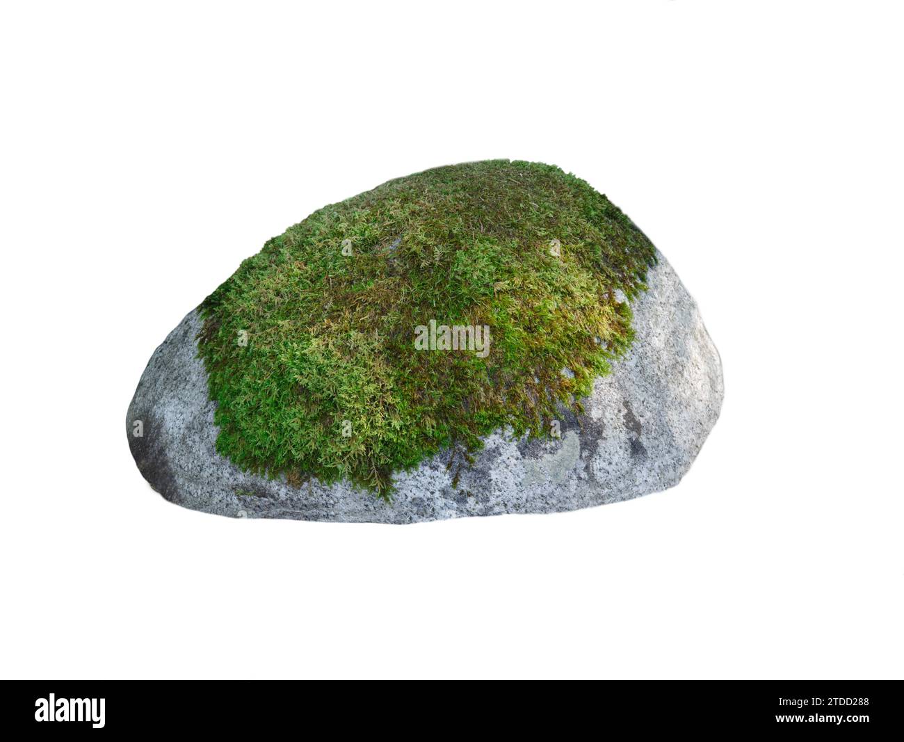 stone covered with moss isolated on white background Stock Photo - Alamy