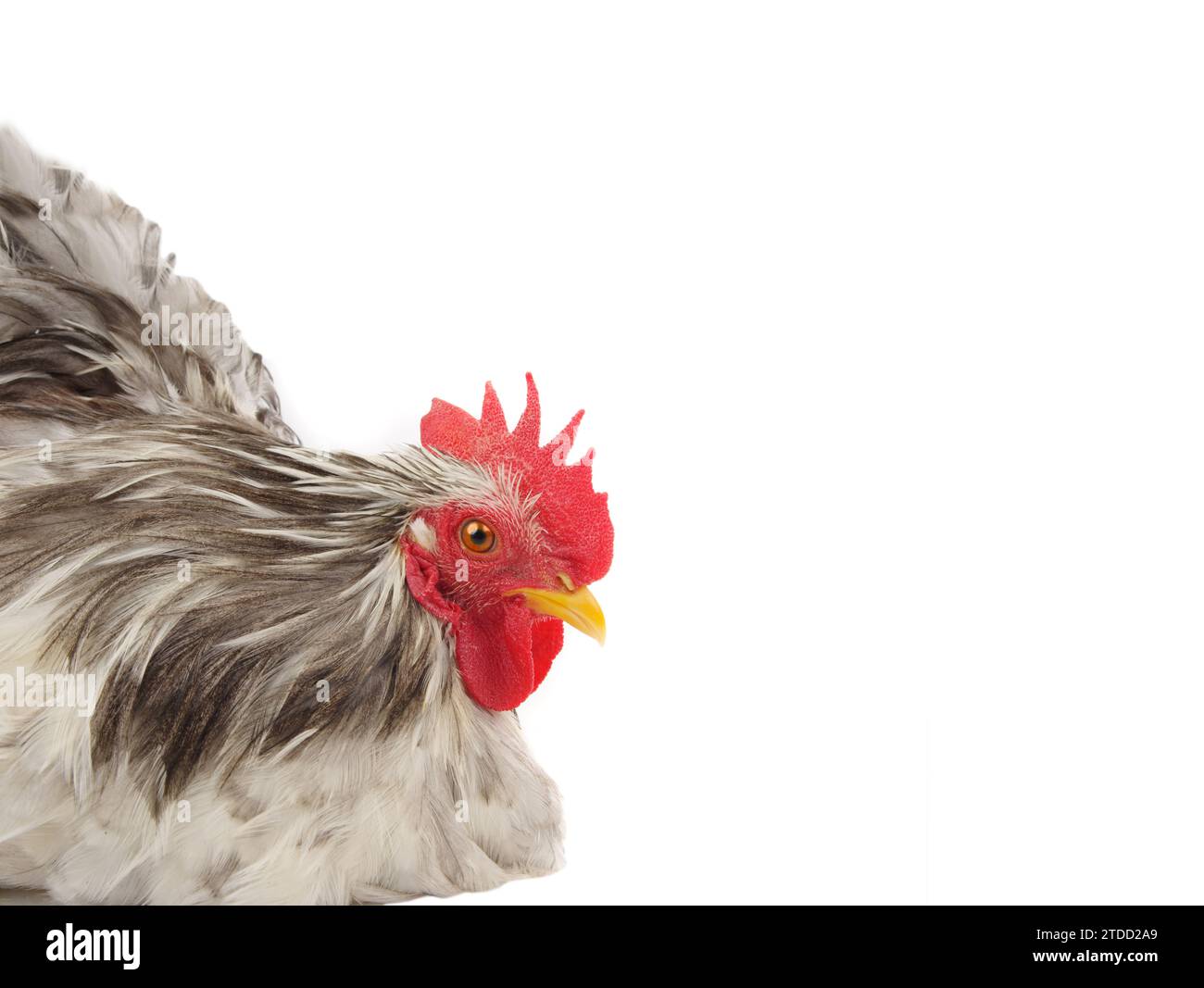 gray rooster isolated on white background Stock Photo - Alamy