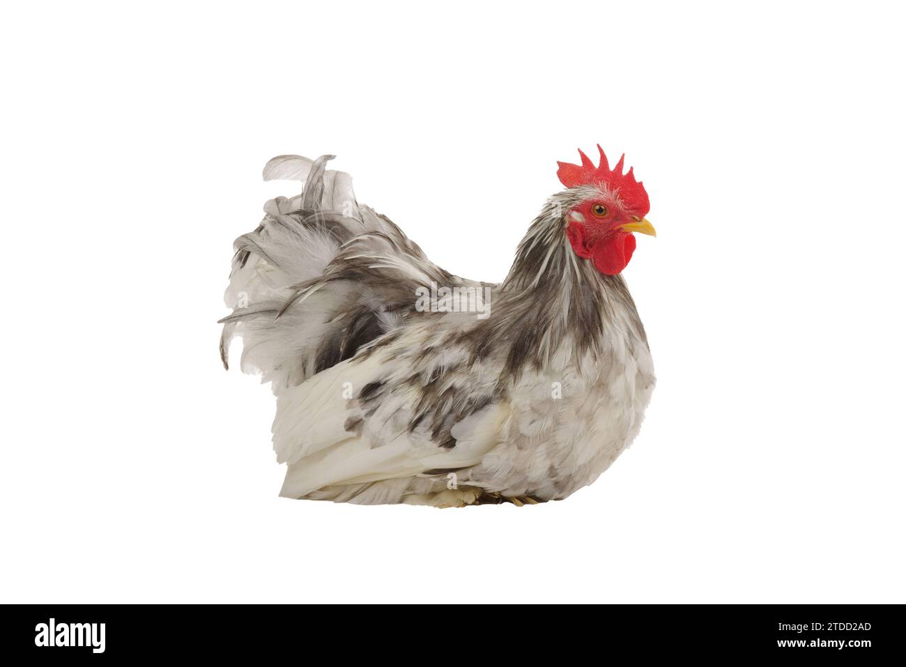 gray rooster isolated on white background Stock Photo - Alamy